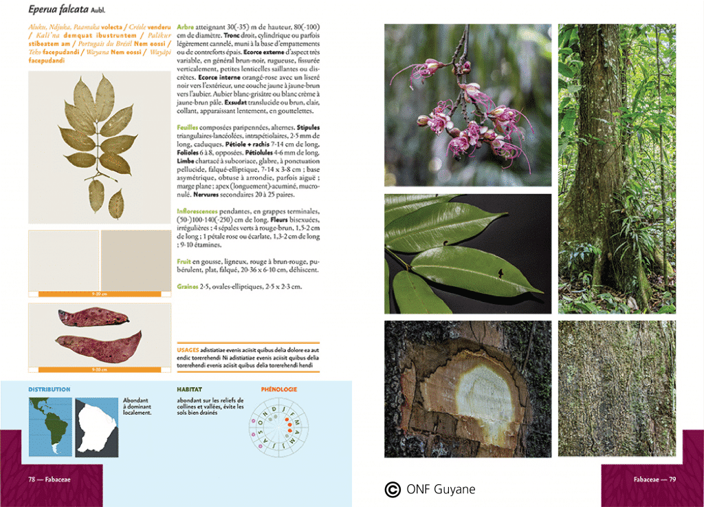 Édition du Guide de reconnaissance des arbres de Guyane - Biotope, l ...
